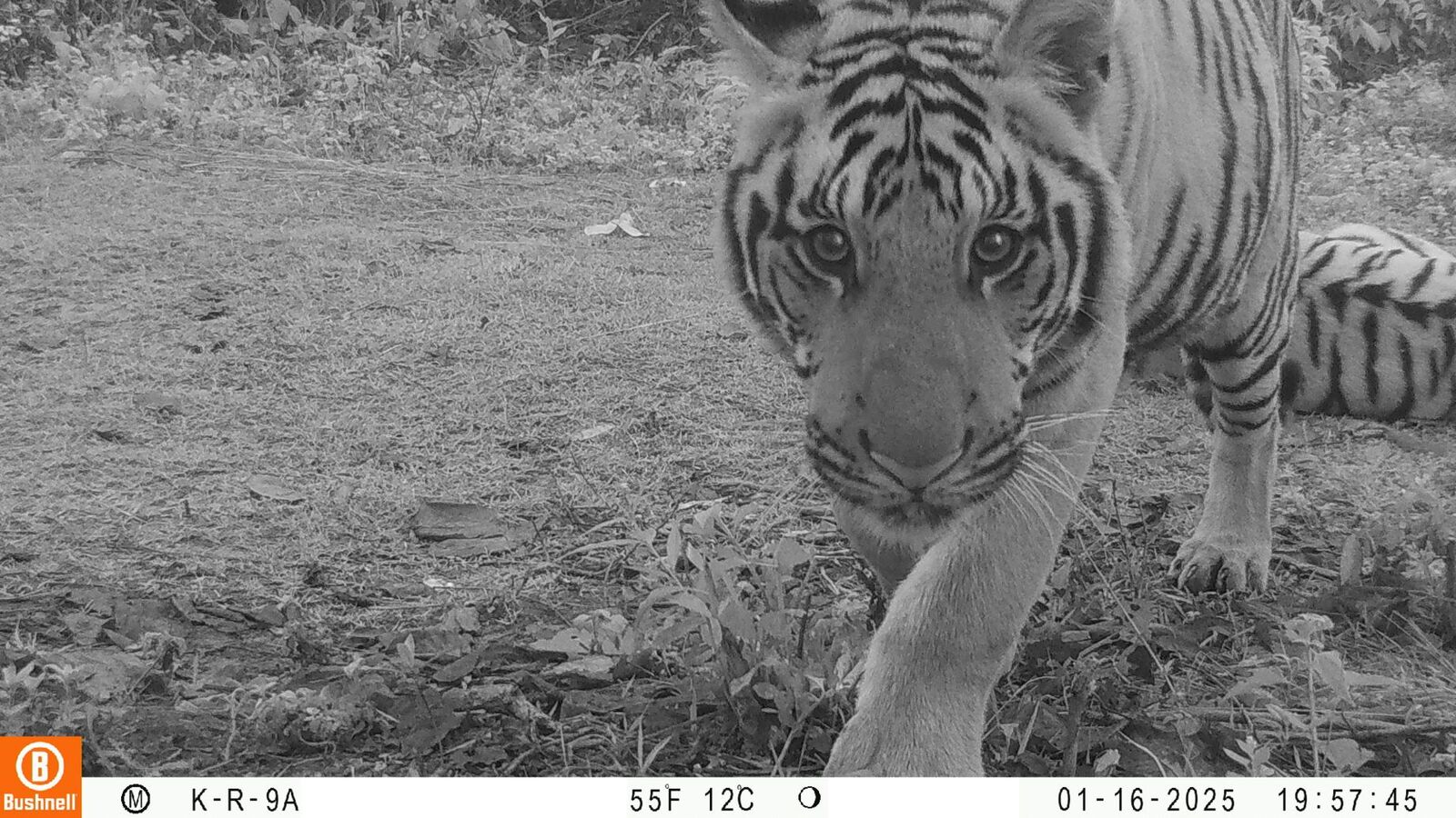 Beyond the Park: Tigers Thrive in Western Chitwan’s Buffer Zone Forest | NEPAL TIGER TRUST